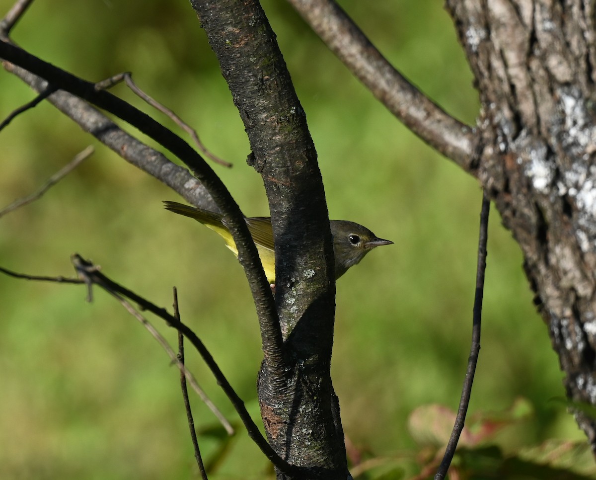 Pennsylvania Bird Atlas Checklist - 3 Sep 2025 - Ft. Indiantown Gap ...