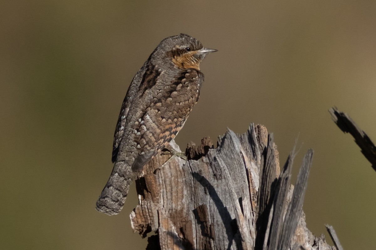 eBird Checklist - 2 Sep 2025 - Sa Coma den Vidal - s'Esclop (E) - 32 ...