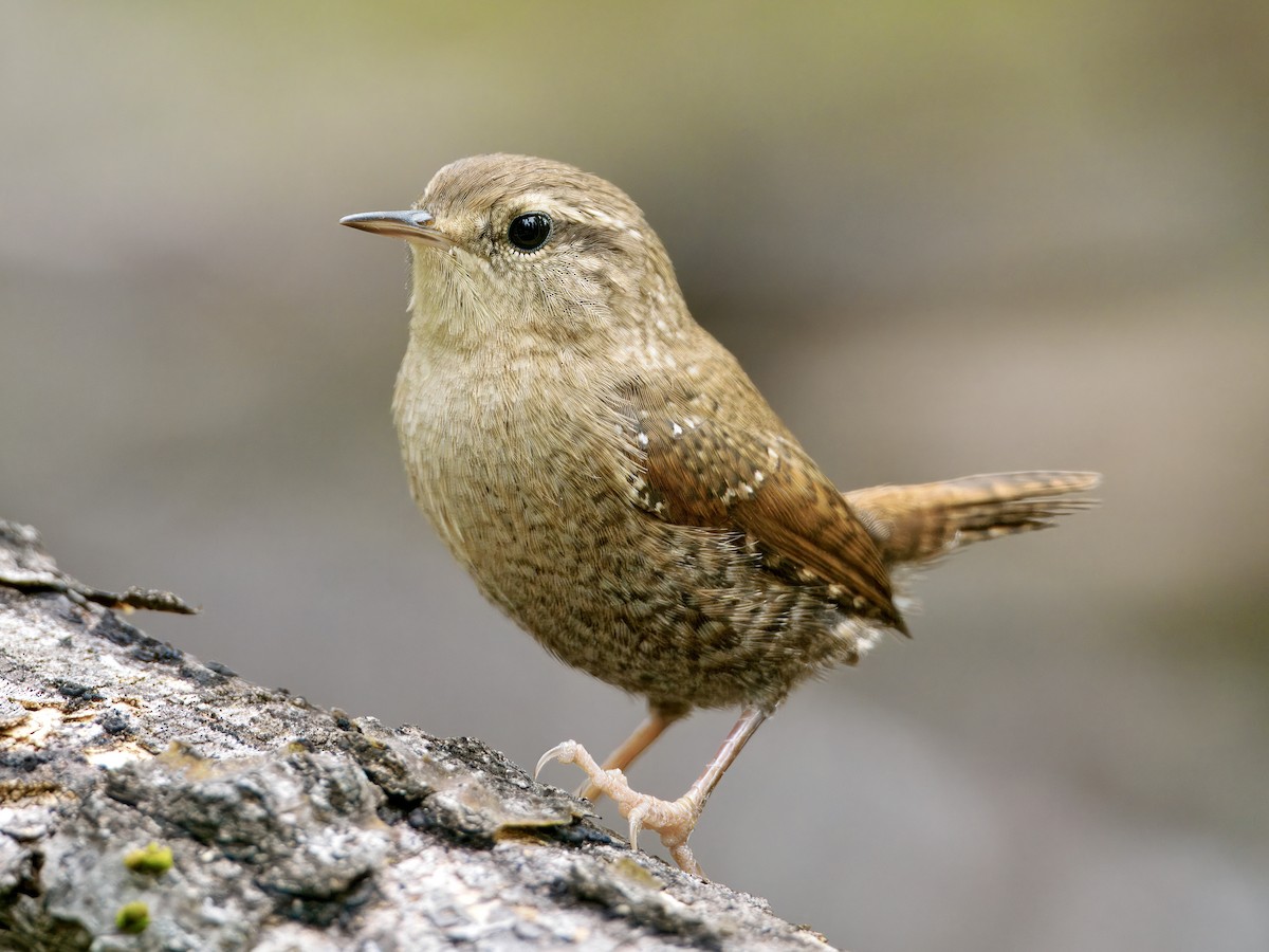 eBird Checklist - 1 Sep 2025 - Ice Road Farm - ***PRIVATE RESIDENCE ...