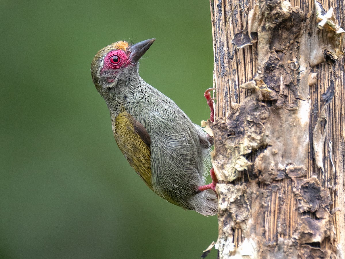 African Piculet - Verreauxia africana - Birds of the World
