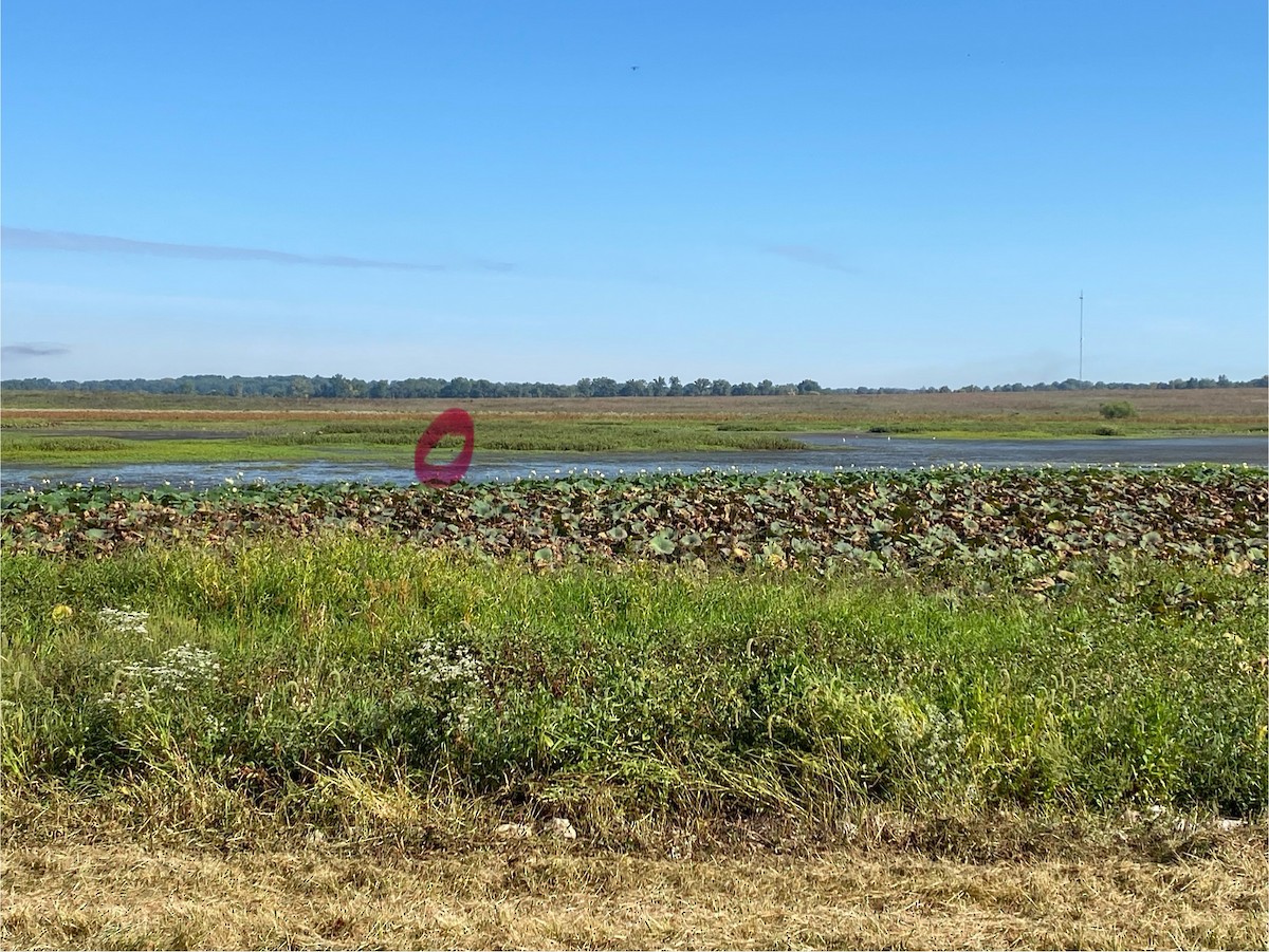 eBird Checklist - 3 Sep 2025 - Goose Pond FWA--GP11S - 30 species