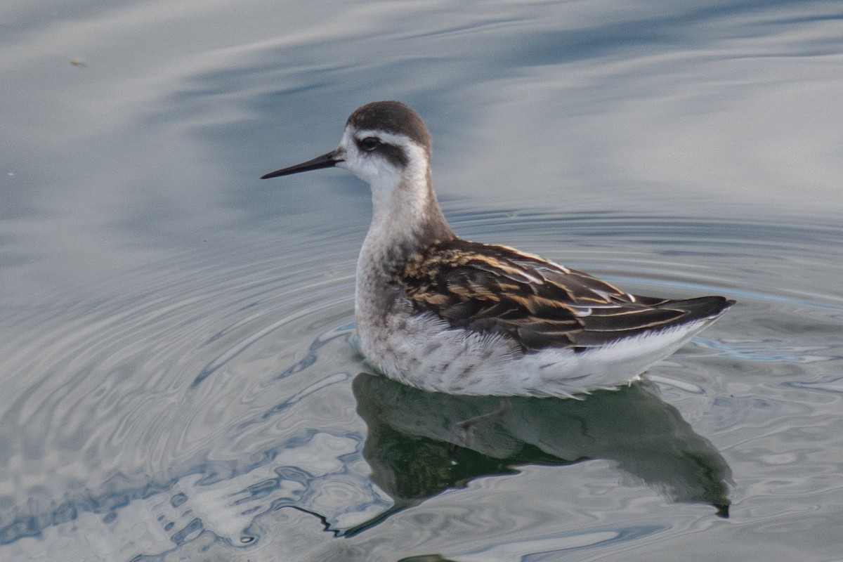 eBird Checklist - 2 Sep 2025 - New Hampshire Waters between Rye Harbor ...