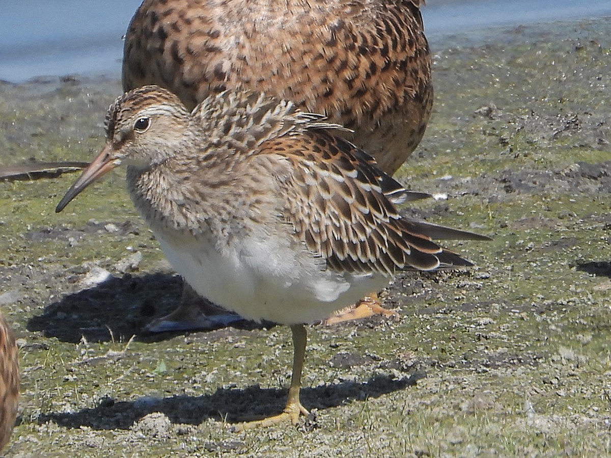 ML641314881 - Pectoral Sandpiper - Macaulay Library
