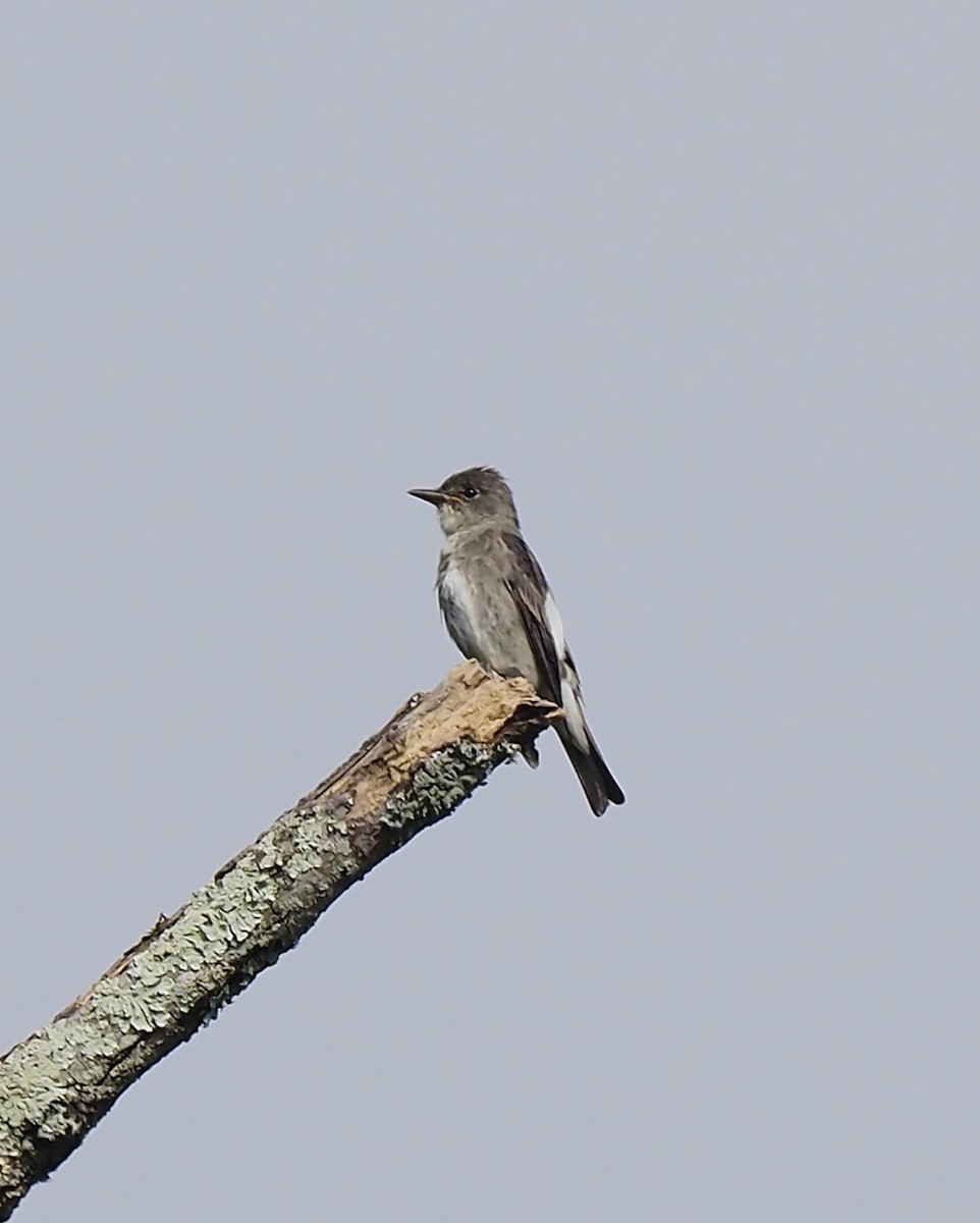 Pennsylvania Bird Atlas Checklist - 29 Aug 2025 - Angora Fruit Farm ...