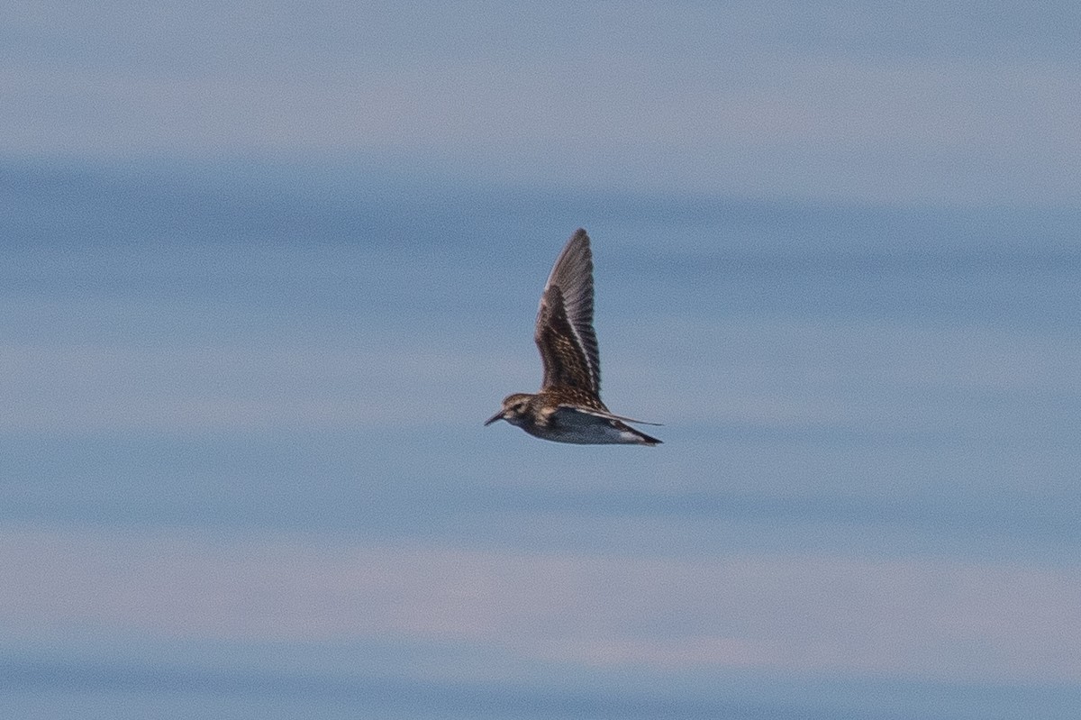 eBird Checklist - 2 Sep 2025 - Jeffrey's Ledge (NH) - 11 species