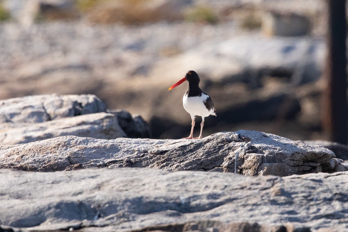 eBird Checklist - 2 Sep 2025 - Isles of Shoals (NH) - 9 species