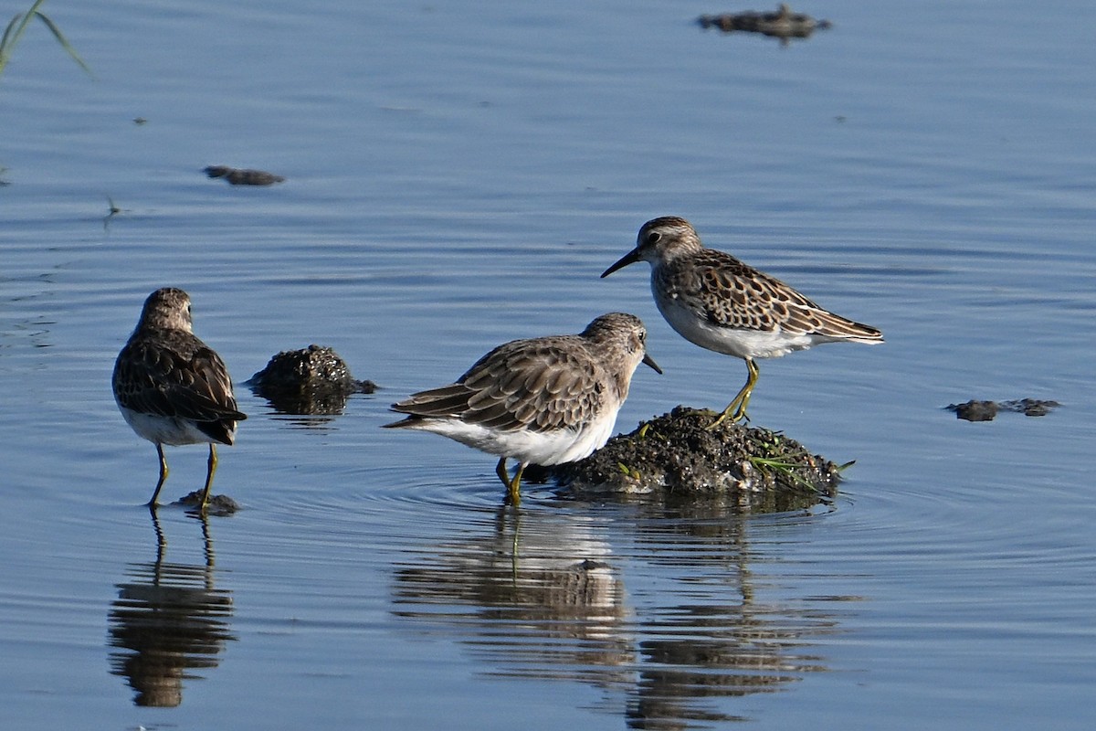 eBird Checklist - 3 Sep 2025 - Yolo Bypass Wildlife Area - 50 species ...