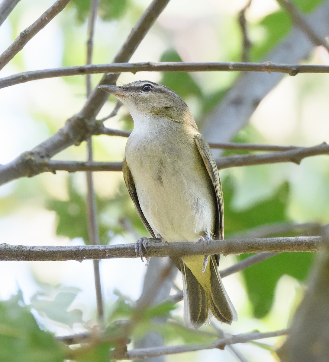 eBird Checklist - 3 Sep 2025 - Elk Slough - 29 species