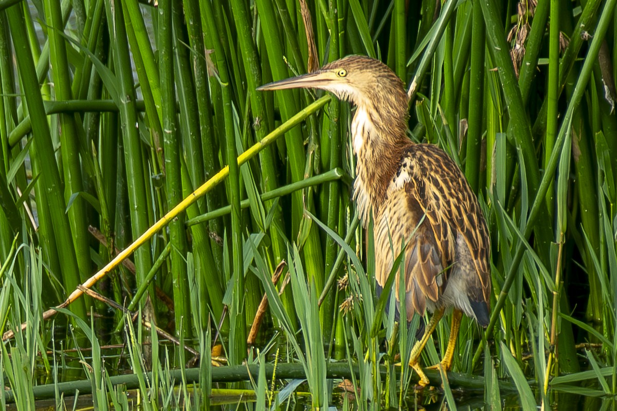 ML641329616 - Yellow Bittern - Macaulay Library