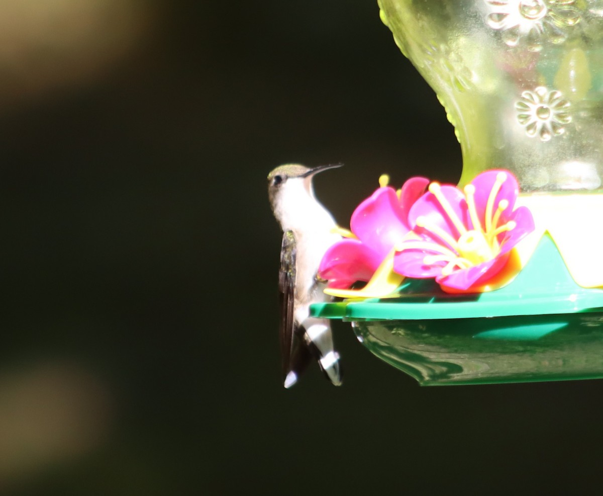 eBird Checklist - 3 Sep 2025 - Hummingbird Hill - 26 species