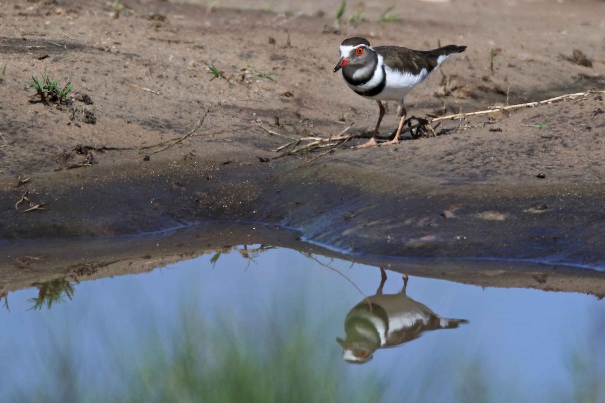eBird Checklist - 4 May 2025 - Tembe Elephant Park - 62 species