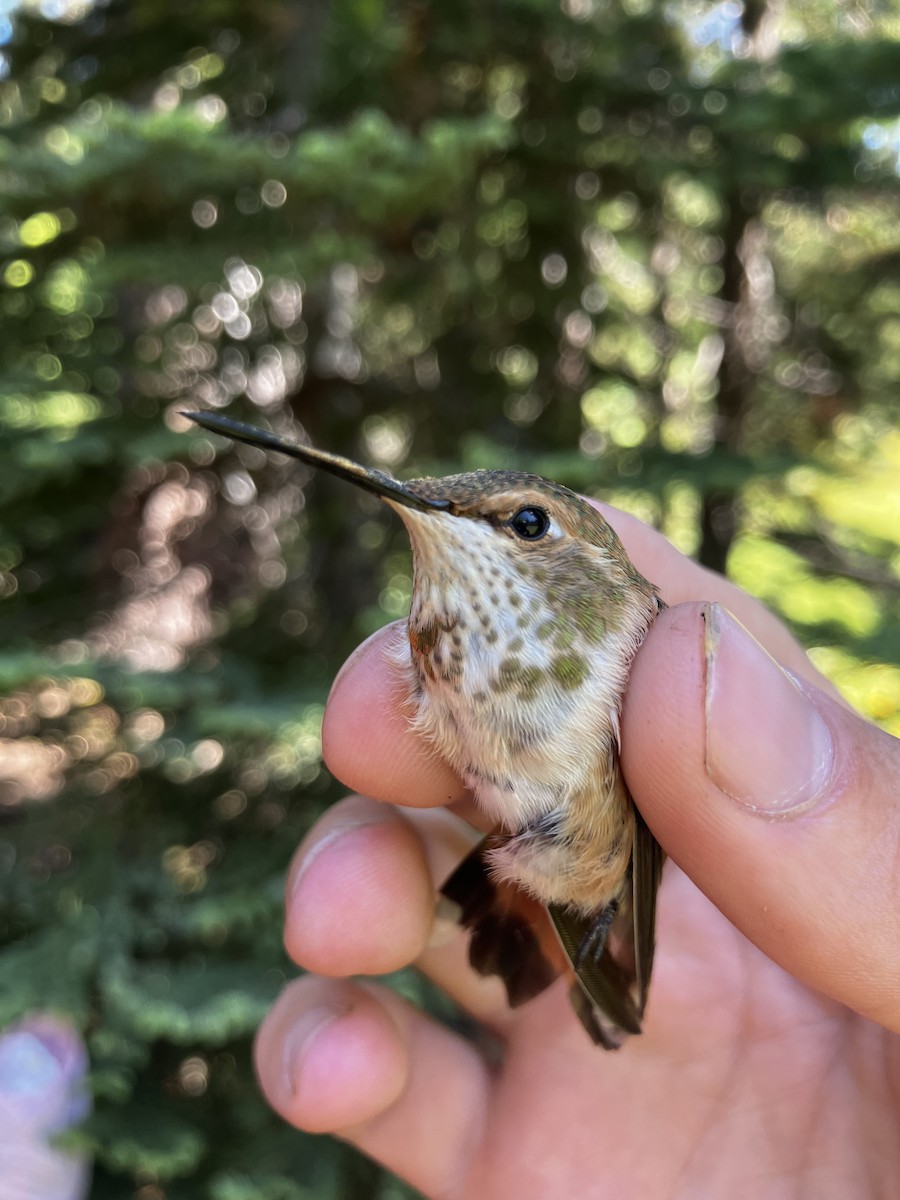 eBird Checklist - 25 Jul 2025 - Yosemite NP--Tamarack Flat Rd. - 9 species