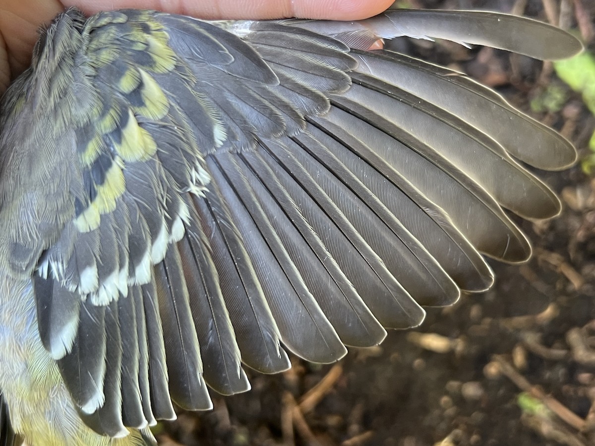 eBird Checklist - 15 Jul 2025 - Yosemite NP--Tamarack Flat Rd. - 9 species