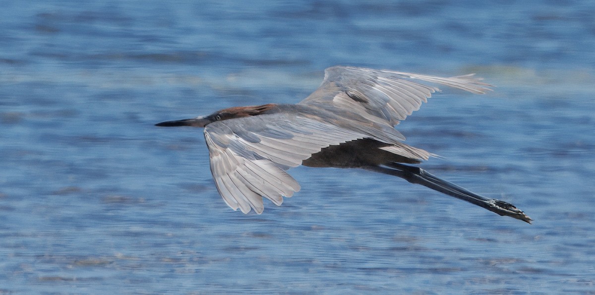ML641360746 - Reddish Egret - Macaulay Library
