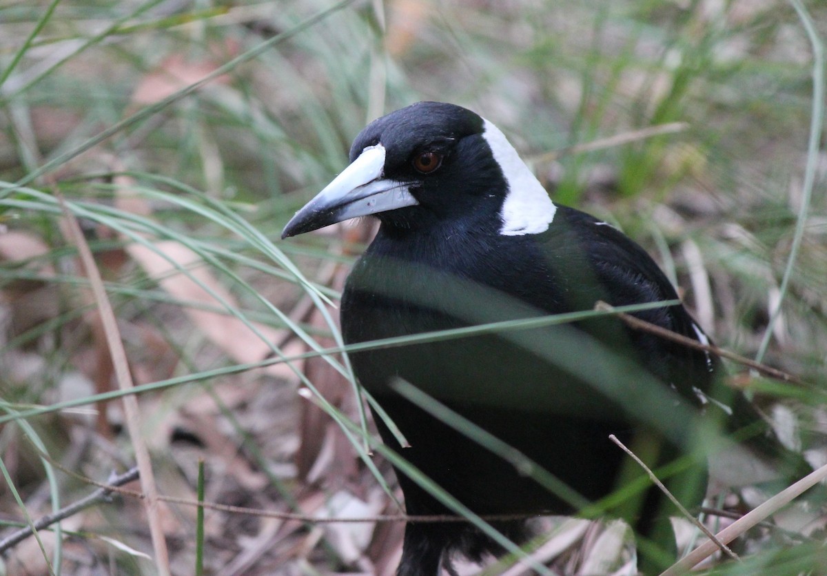 eBird Checklist - 5 Sep 2025 - Toohey Forest - 1 species