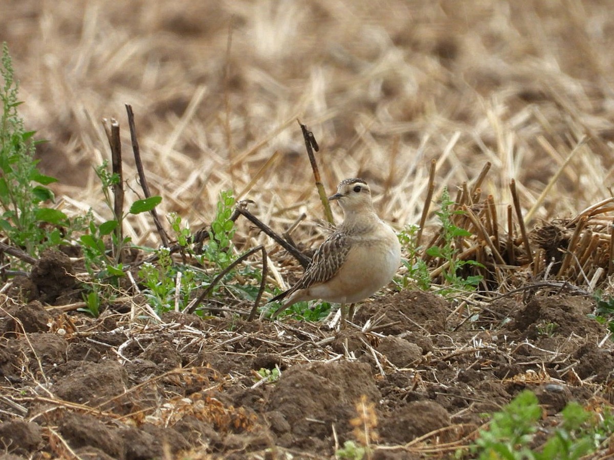 eBird Checklist - 5 Sep 2025 - Vyhlídka na Cihelně a okolní pole - 1 ...