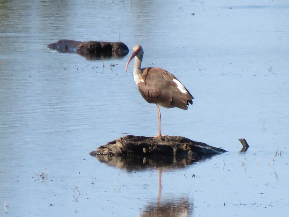 eBird Checklist - 5 Sep 2025 - Colchester Railroad Causeway - 35 species