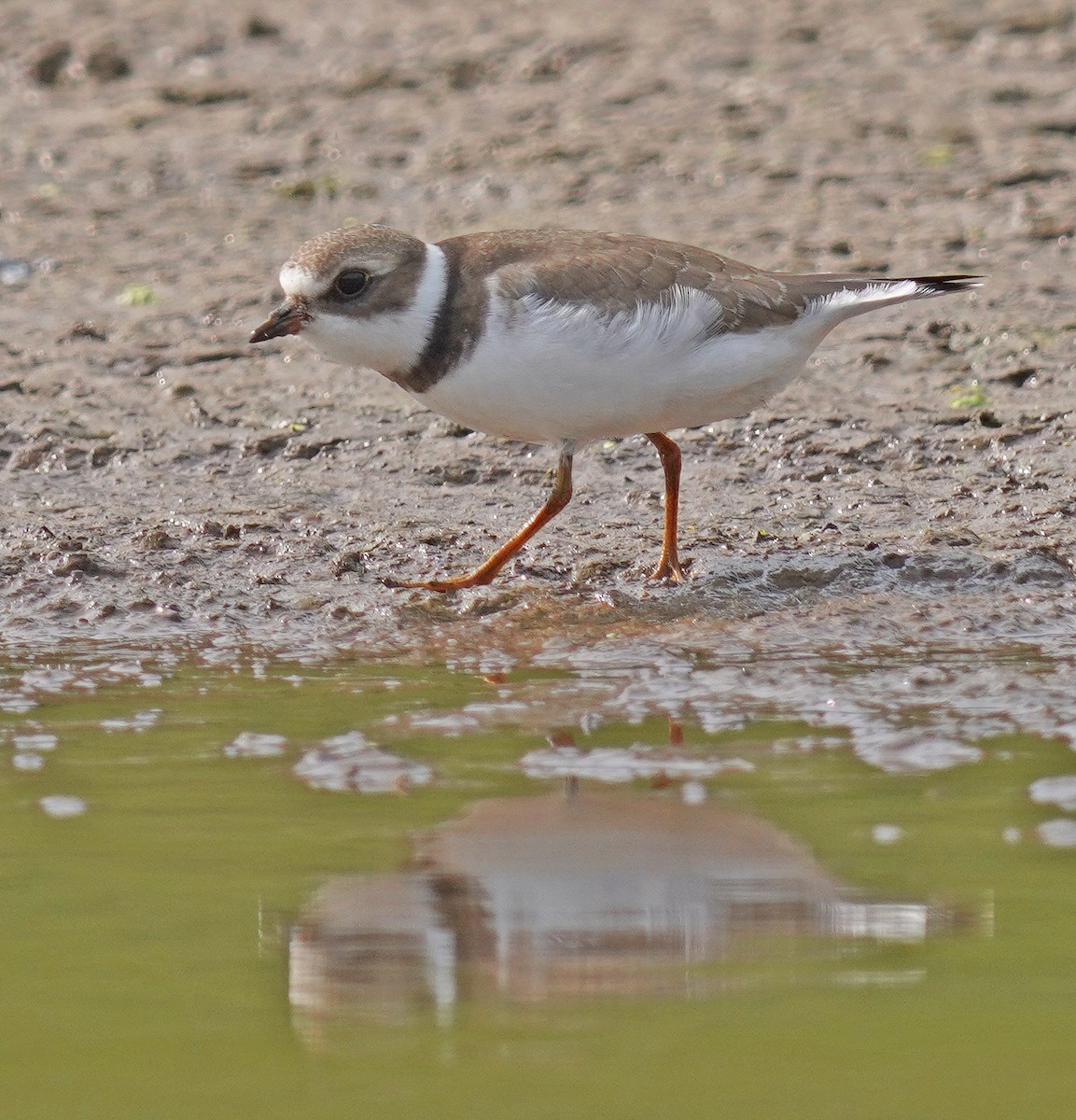 Pennsylvania Bird Atlas Checklist - 5 Sep 2025 - Northmoreland Park - 9 ...