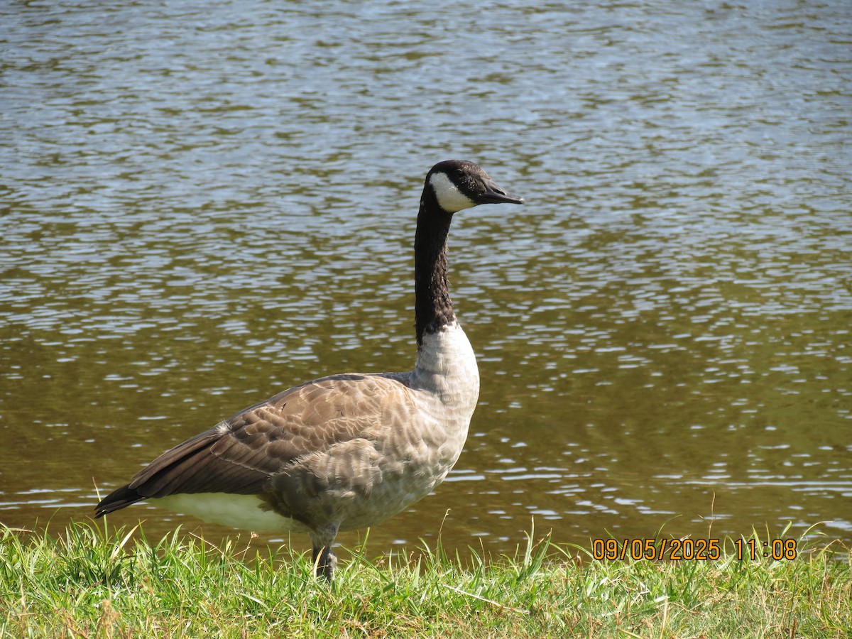eBird Checklist - 5 Sep 2025 - Colgate Lake - 21 species