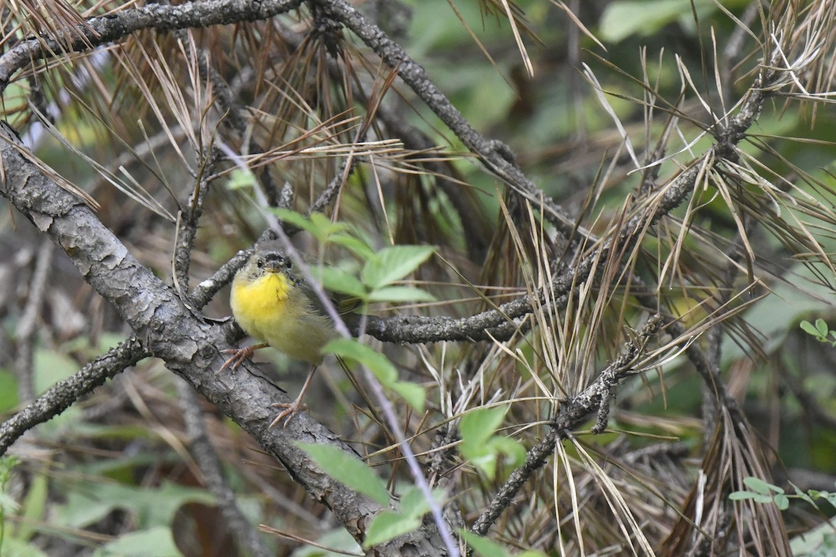 Pennsylvania Bird Atlas Checklist - 5 Sep 2025 - Scotia Barrens (IBA ...