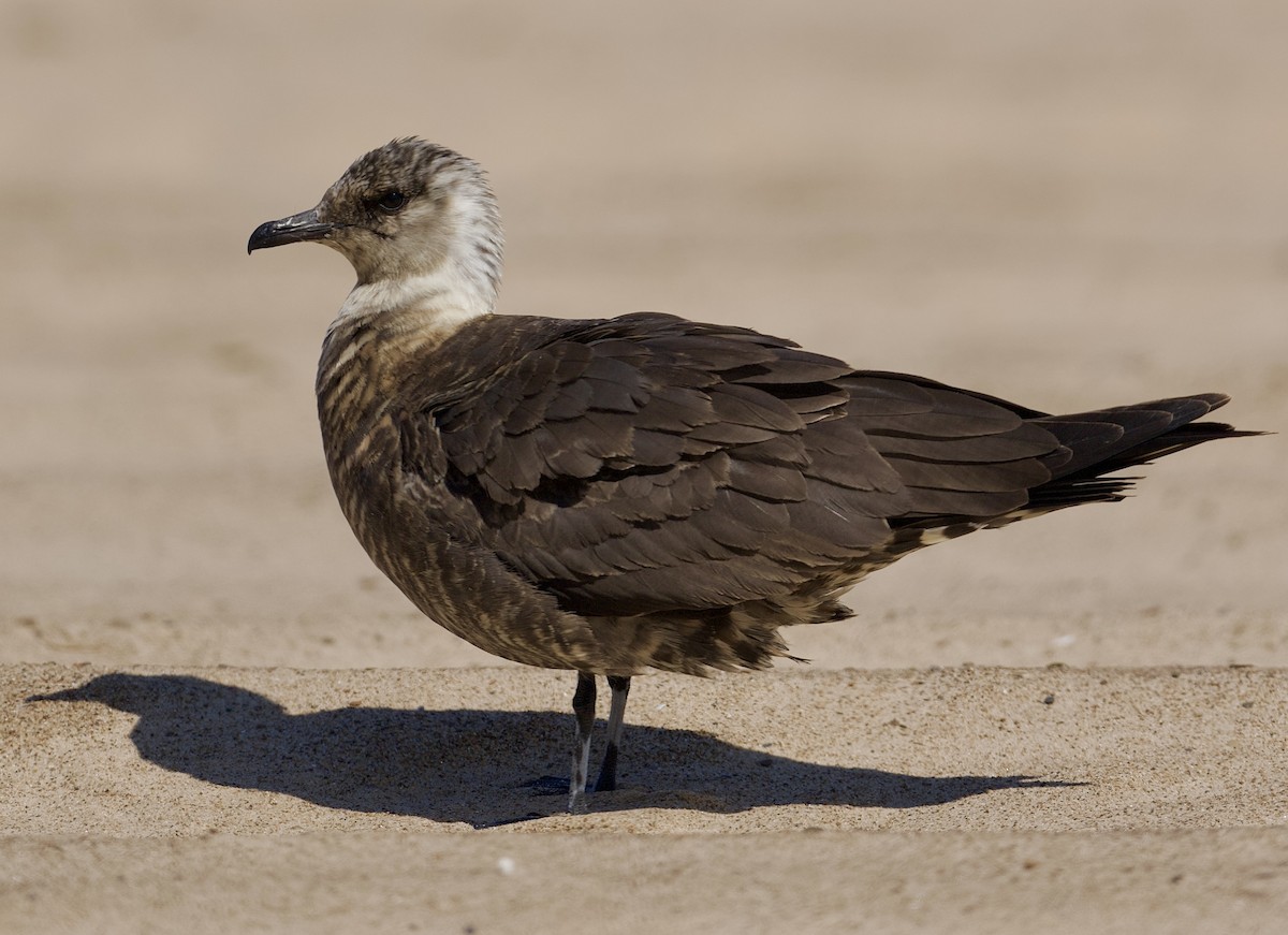 ML641400313 - Parasitic Jaeger - Macaulay Library