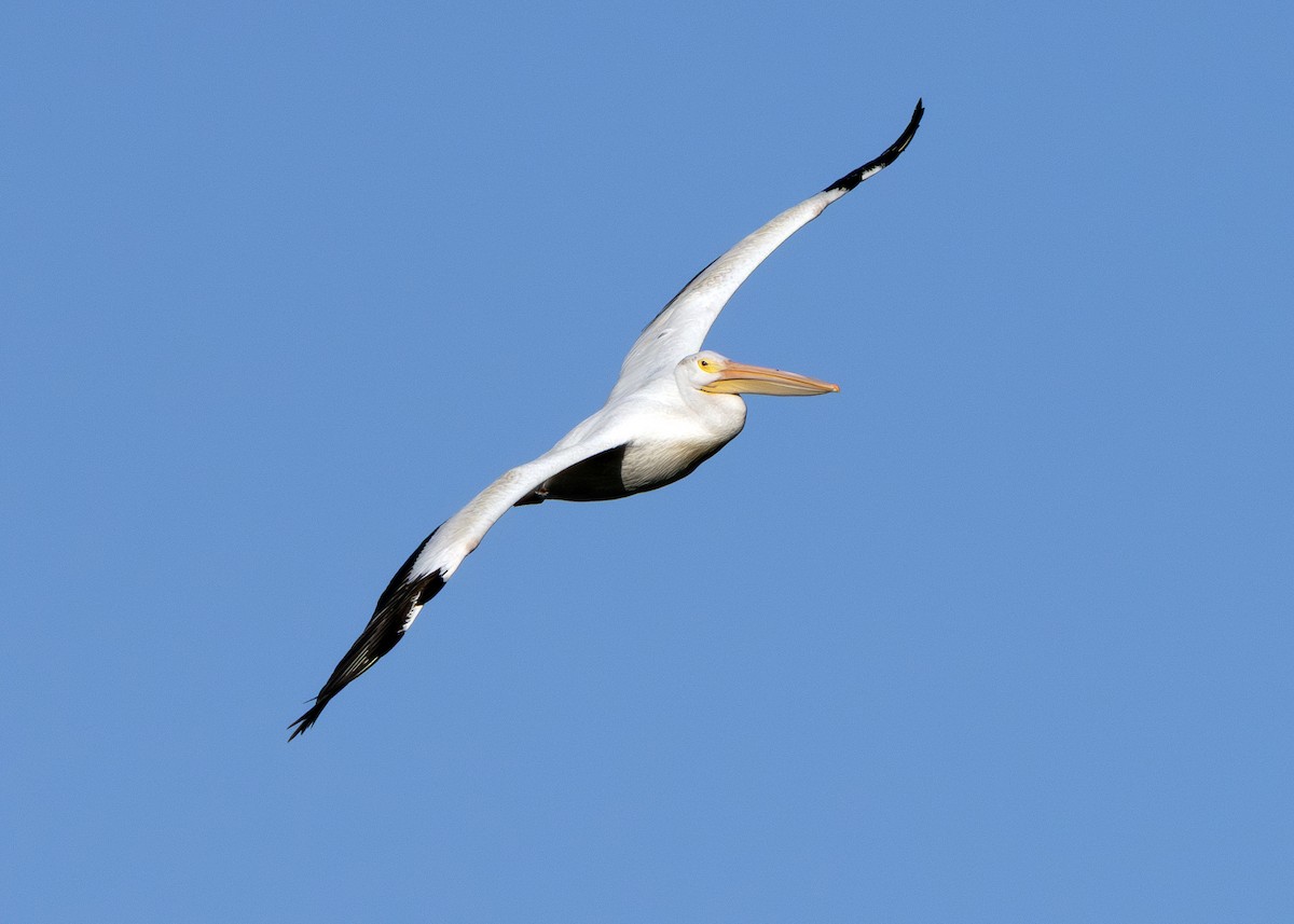 ML641407036 - American White Pelican - Macaulay Library