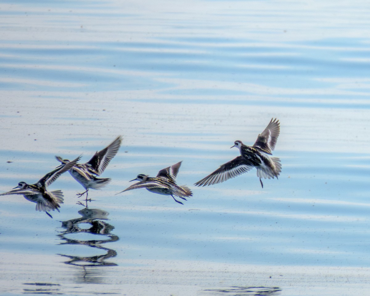 eBird Checklist - 2 Sep 2025 - Jeffrey's Ledge (NH) - 11 species