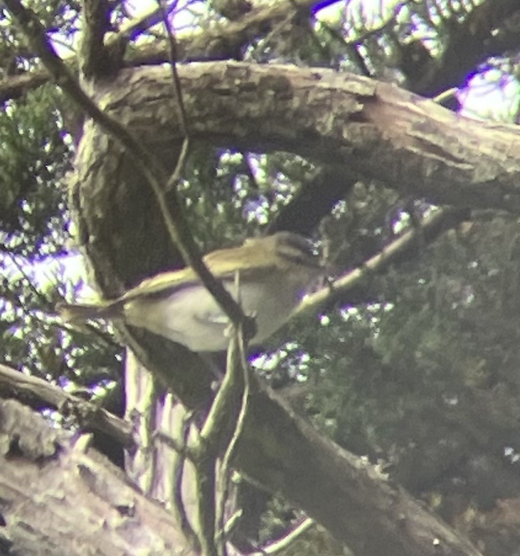 eBird Checklist - 5 Sep 2025 - Land's End - long traveling lists - use ...