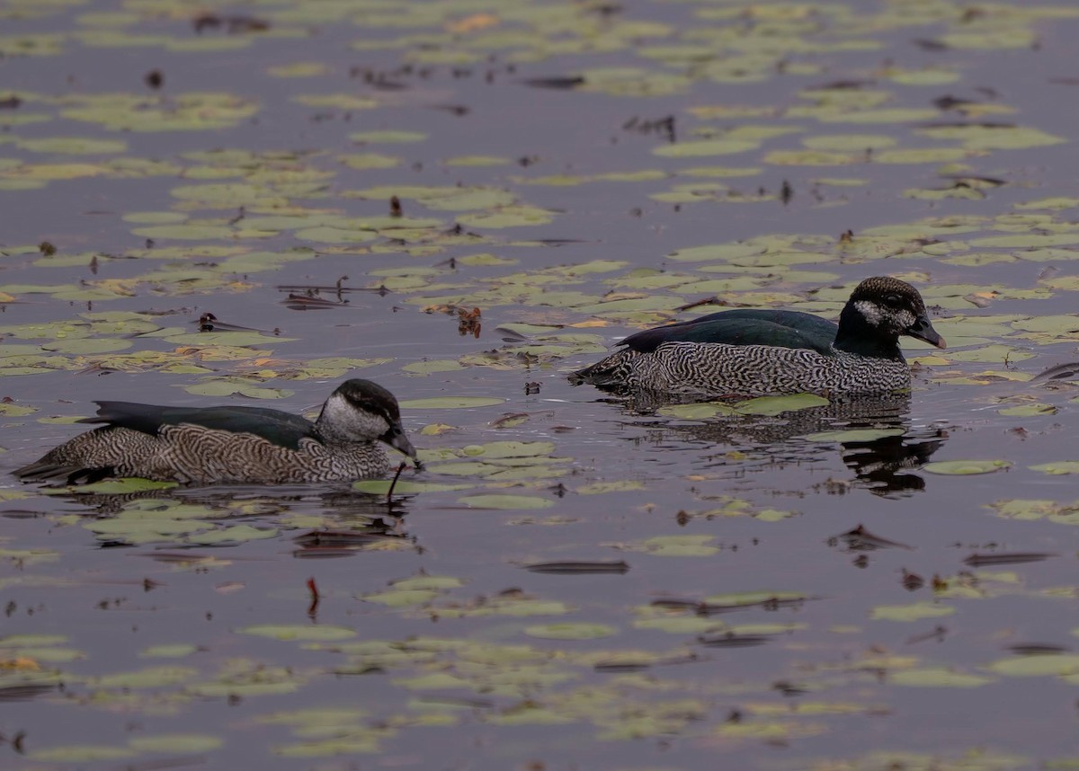 ML641421781 - Green Pygmy-Goose - Macaulay Library