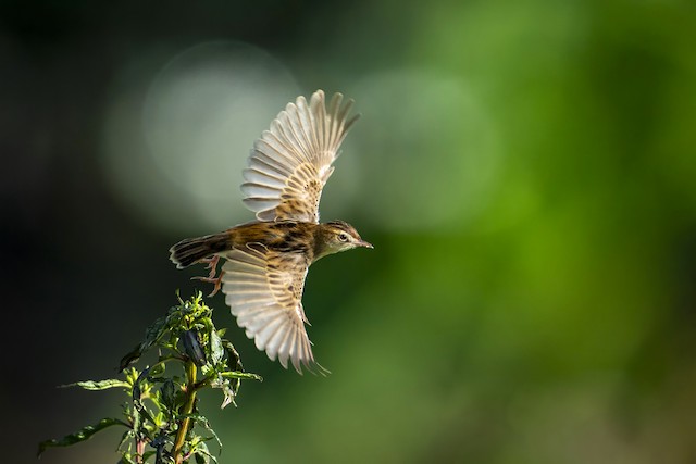 September eBirder of the Month Challenge - eBird Hong Kong