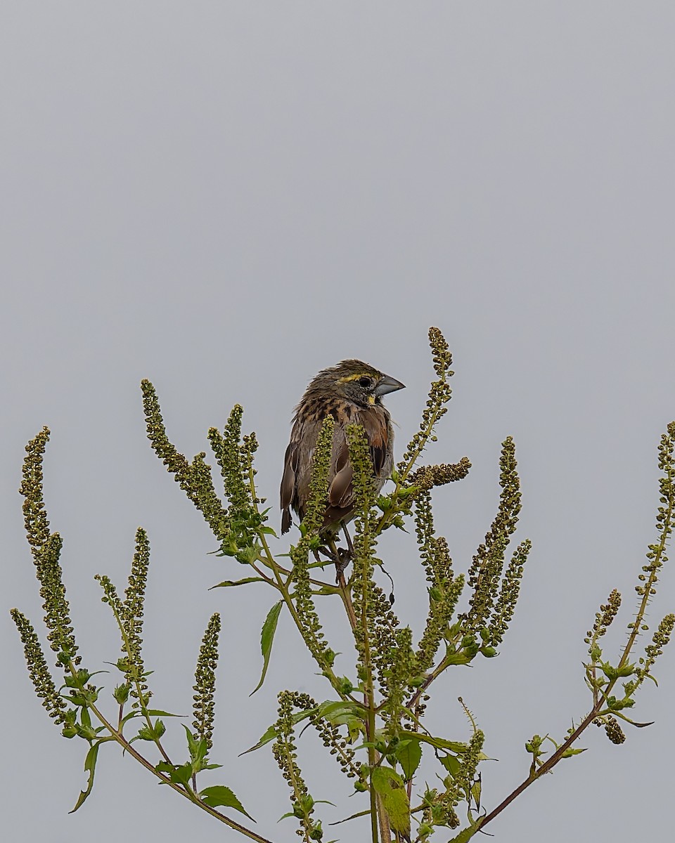 eBird Checklist - 2 Sep 2025 - Loess Bluffs NWR - 24 species