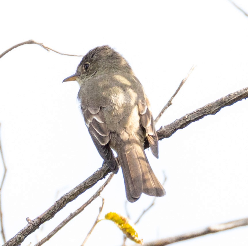 eBird Checklist - 6 Sep 2025 - My Backyard - 17 species