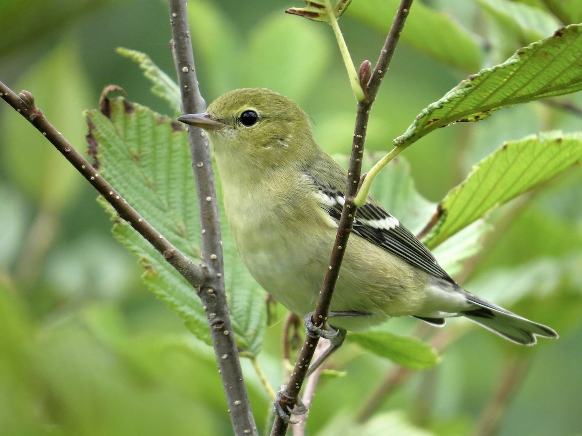 eBird Checklist - 6 Sep 2025 - Taylor Bait Farm - 63 species (+1 other ...