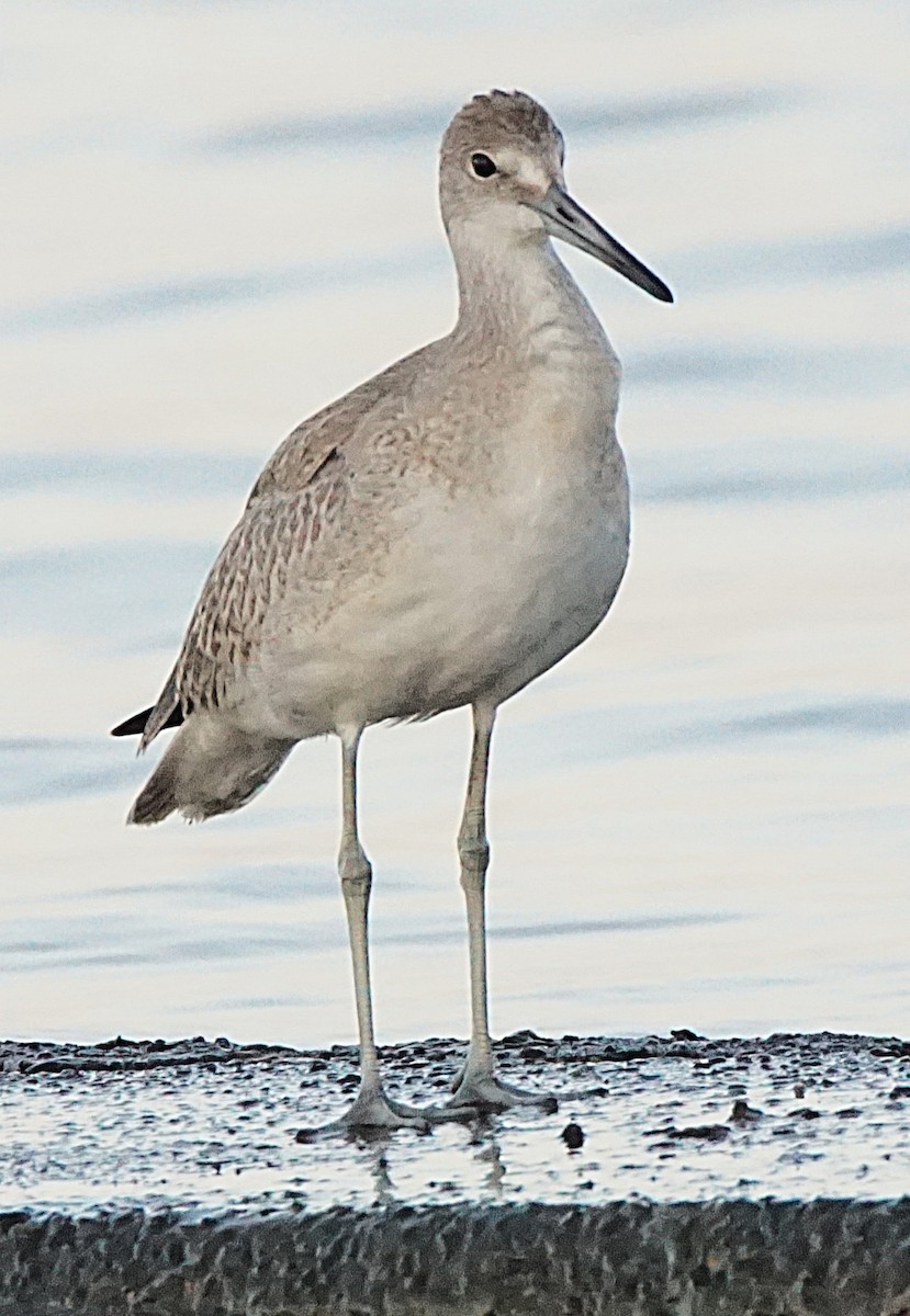 eBird Checklist - 6 Sep 2025 - Pascagoula Beach. East End - 10 species