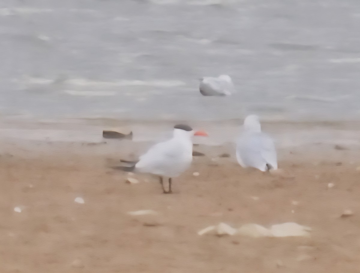 eBird Checklist - 6 Sep 2025 - Spruce Run Reservoir--Boat Launch - 1 ...