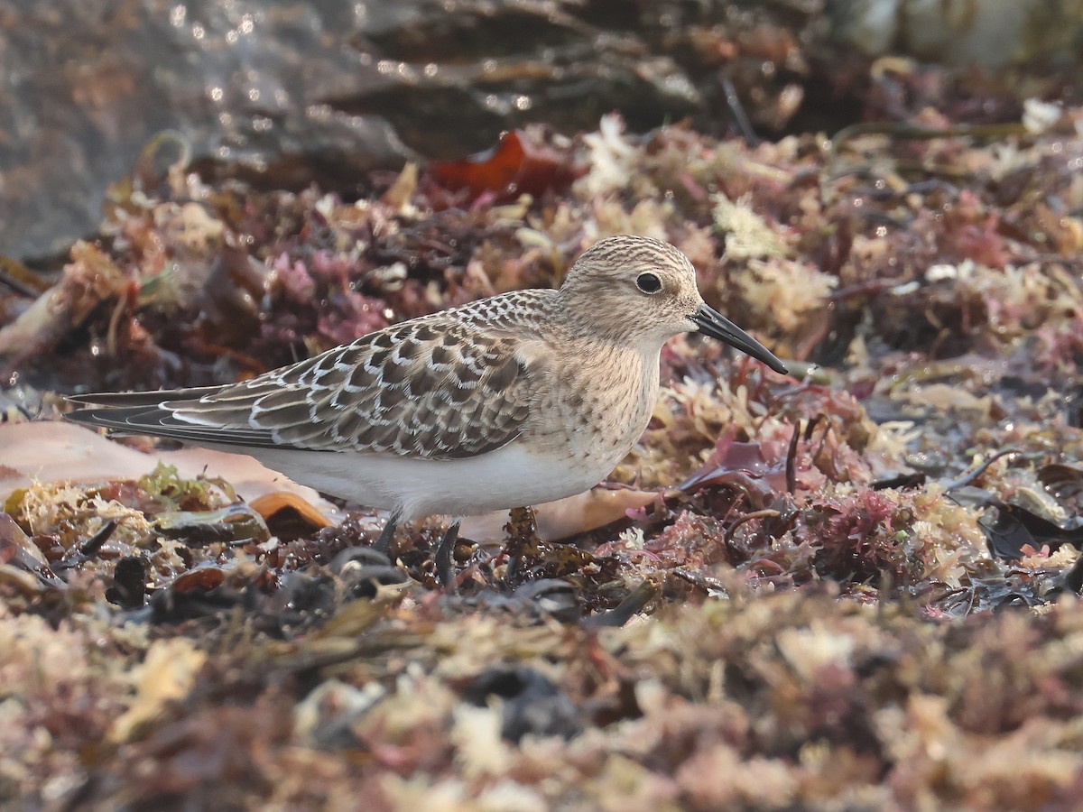 eBird Checklist - 6 Sep 2025 - Rt. 1A, Second Pullout South of Odiorne ...
