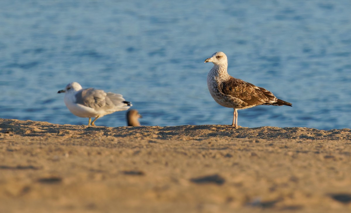 ML641450731 - Lesser Black-backed Gull - Macaulay Library