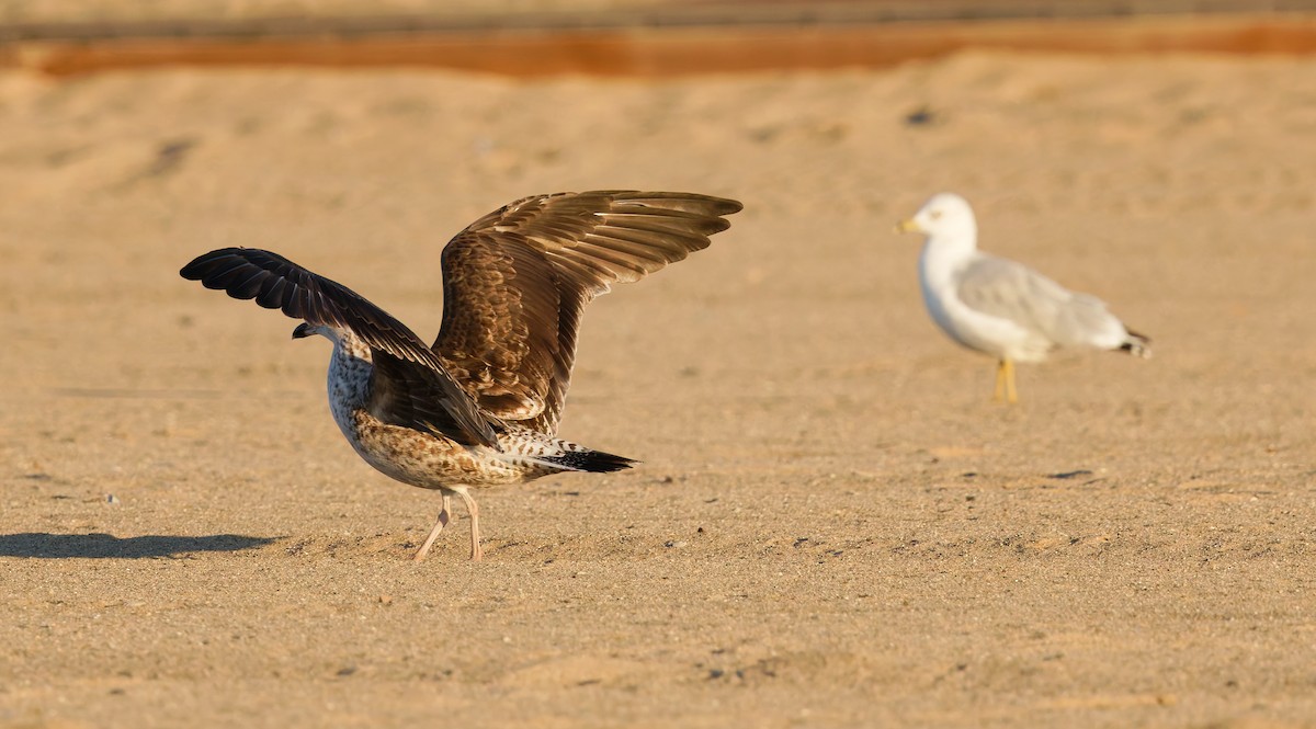 ML641450736 - Lesser Black-backed Gull - Macaulay Library