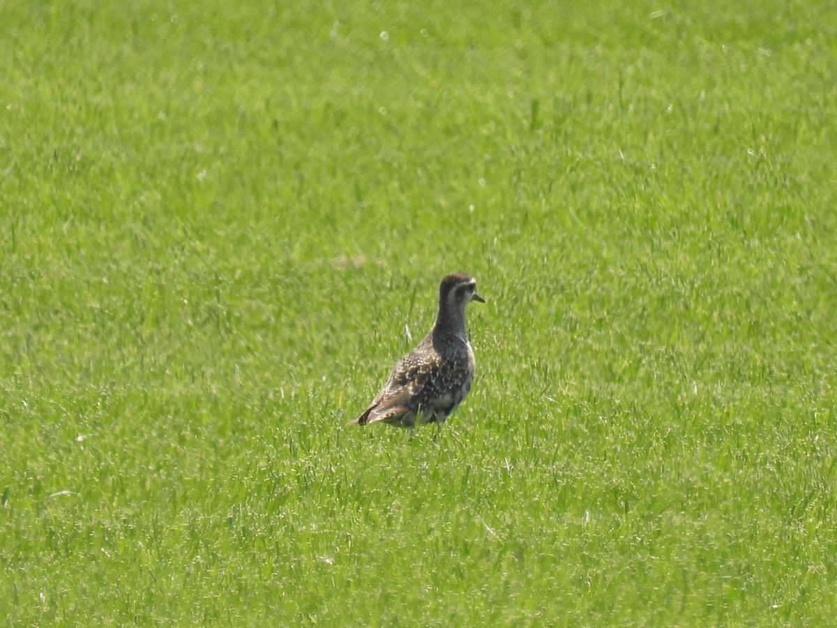 eBird Checklist - 6 Sep 2025 - Riverside Turf Farm - 13 species