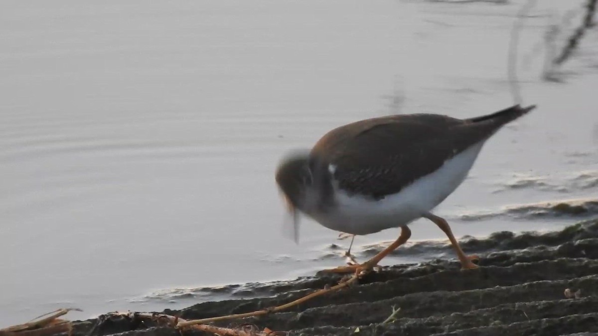 eBird Checklist - 4 Sep 2025 - George Wyth SP - 78 species