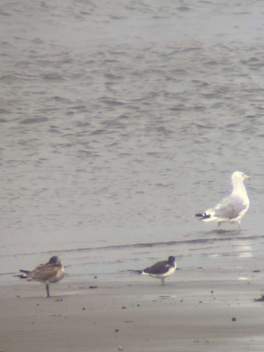 eBird Checklist - 6 Sep 2025 - Penfield Reef - 17 species