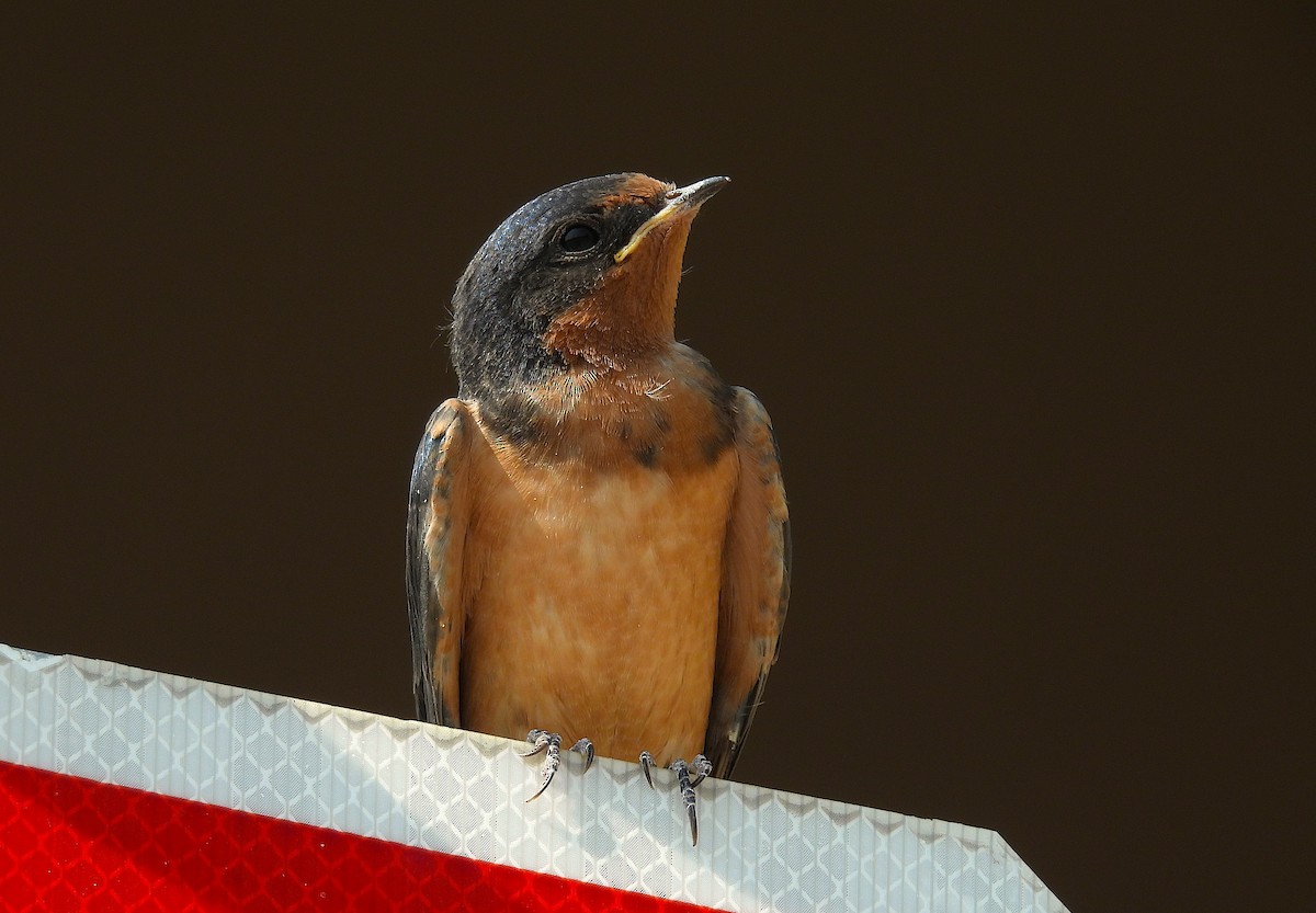 eBird Checklist - 6 Sep 2025 - Safeway--Erie - 2 species