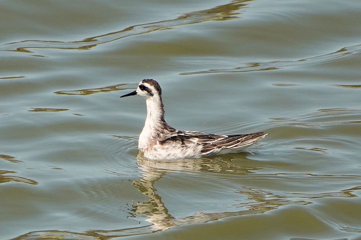 eBird Checklist - 6 Sep 2025 - IRWD San Joaquin Marsh & Wildlife ...