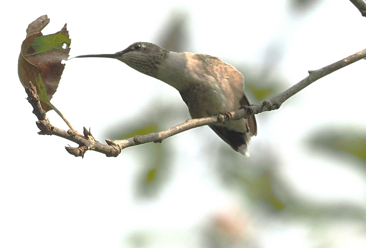 Pennsylvania Bird Atlas Checklist - 6 Sep 2025 - Angora Fruit Farm - 8 ...