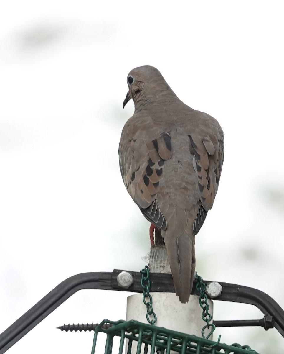 eBird Checklist - 7 Sep 2025 - My Backyard - 6 species