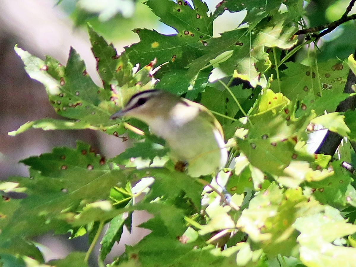eBird Checklist - 7 Sep 2025 - Plessner Residence - 20 species