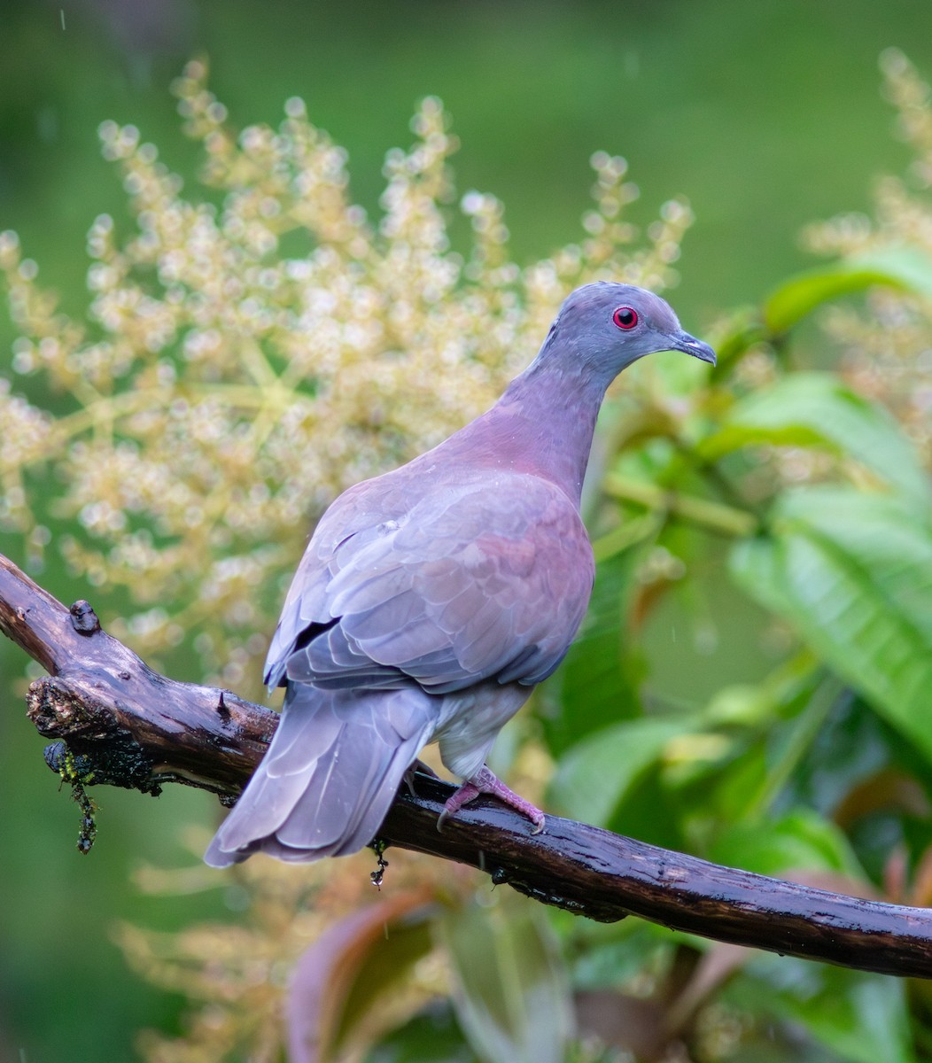 eBird Checklist - 4 Sep 2025 - Snowy Cotinga House - 11 species
