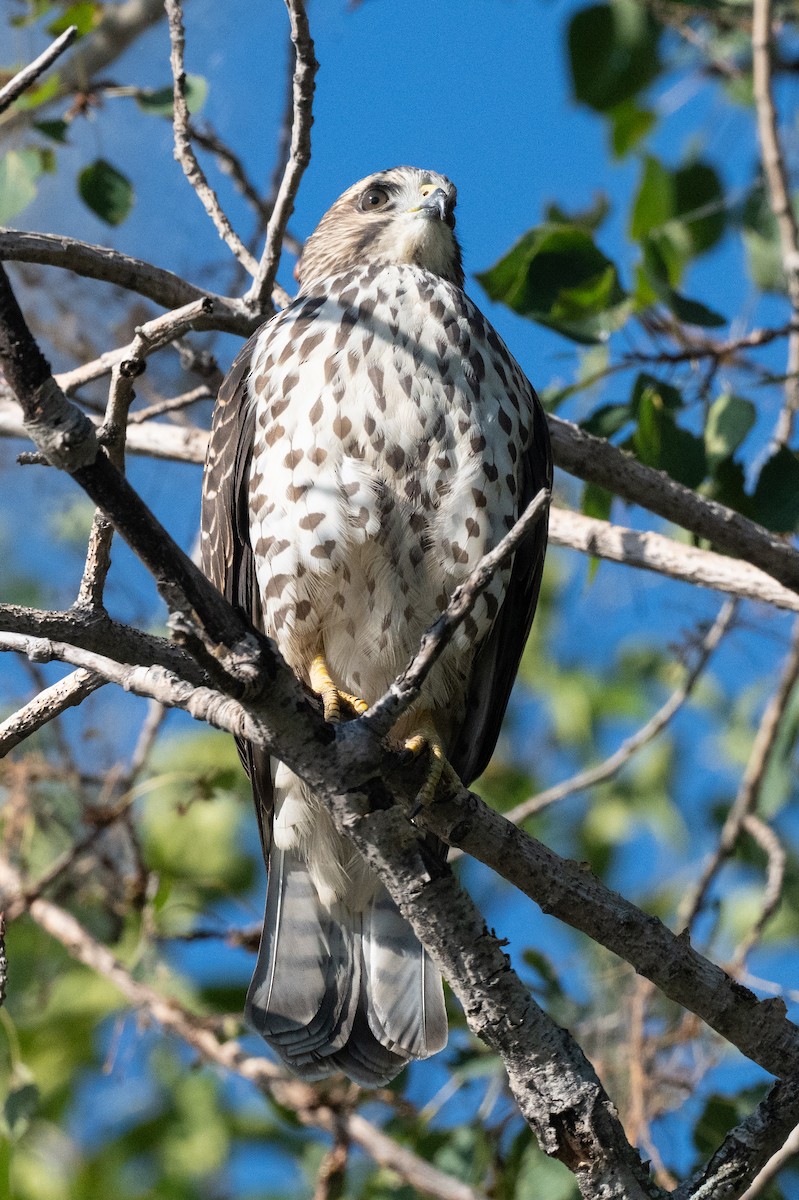 ML641502974 - Broad-winged Hawk - Macaulay Library