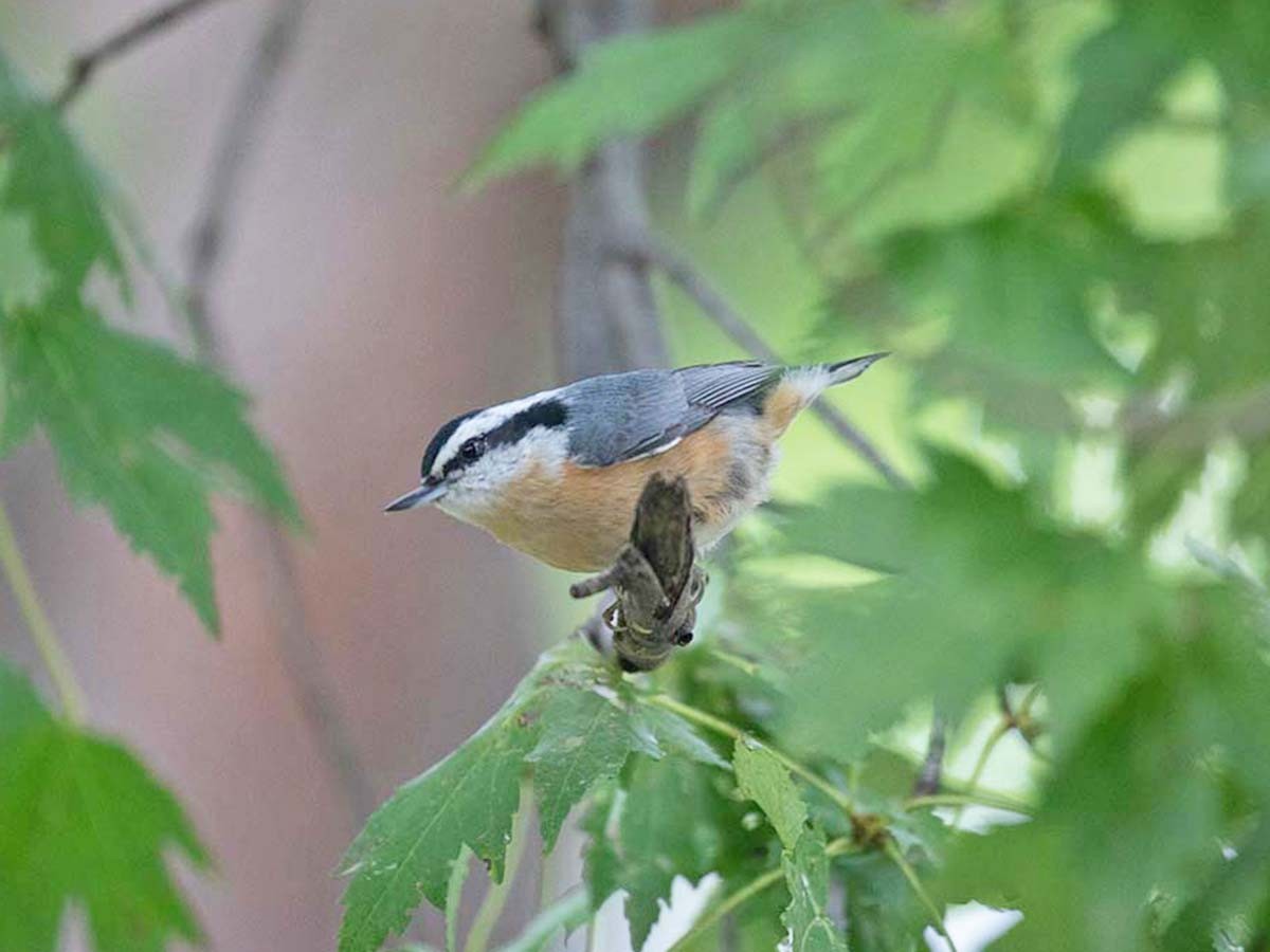 eBird Checklist - 6 Sep 2025 - Plessner Residence - 11 species