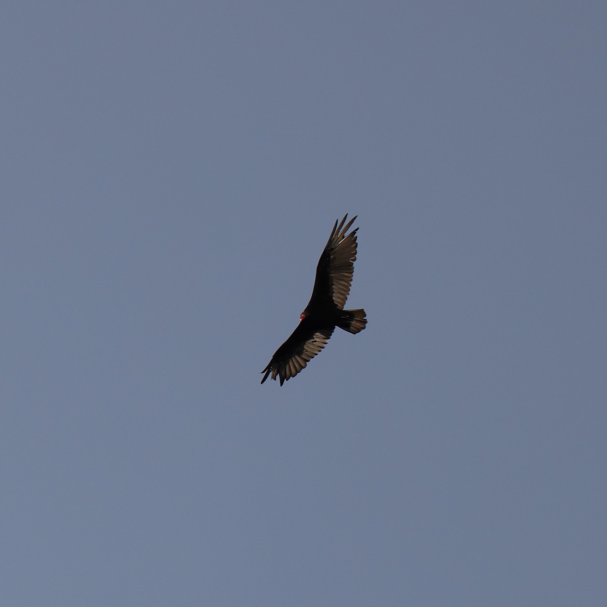 eBird Checklist - 8 Jun 2025 - Peachtree City, Georgia, USA - 1 species
